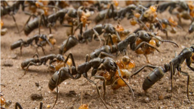 RESEARCH: Study shows African ants rescue their wounded soldiers