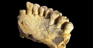 Oldest human fossil outside Africa is dug up in Israel