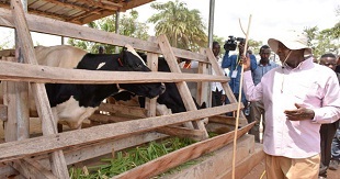 ticks Archives - The Independent Uganda: