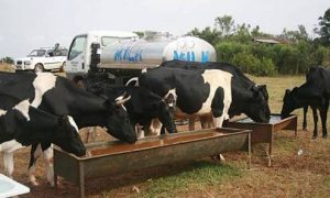 Uganda poised to become the largest dairy exporter in Africa