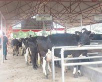 SNV hailed as AGDI Dairy Farm launches modern milking parlour