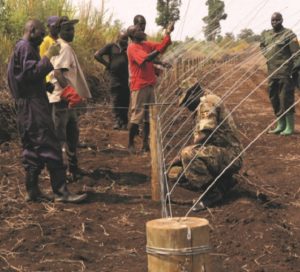 Elephants invade 15 villages in Mitooma District