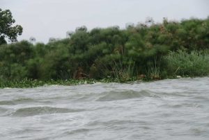 Wakiso district starts demarcation of wetlands