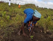 Kole residents embark on tree planting campaign