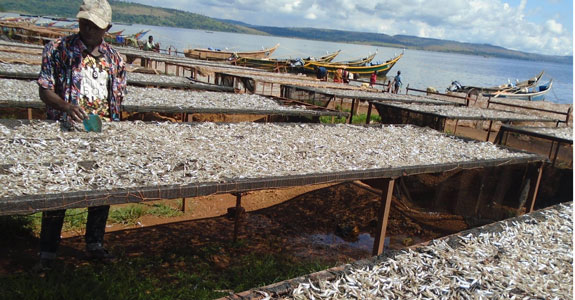 Uganda-Rwanda border closure takes toll on silverfish market