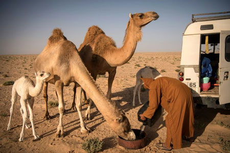 Camel herding in Western Sahara a passion with pedigree