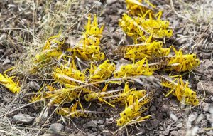 Uganda gets UGX 11Bn from Russia to fight desert locusts