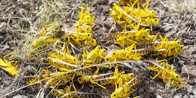 Humanitarian agencies fear looming locust catastrophe