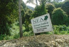 Conservationists want UWA to take over Echuya forest reserve