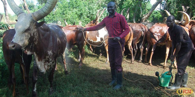 Farmer makes a fortune rearing Ankole cattle in Lango