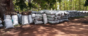 Deforestation: What can charcoal burning save?