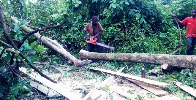 Race on to restore Uganda’s forests