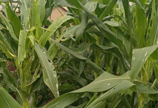 Fall armyworms destroy maize gardens in Gulu