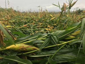 Hailstorms leave trail of destruction in Gulu