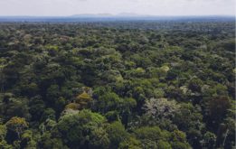 Uganda to increase forest cover to 15 percent next financial year