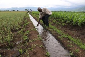Farmers in Mubuku irrigation scheme demand transfer of in-charge