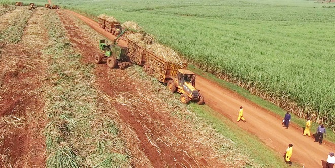 Behind the increase in sugar price