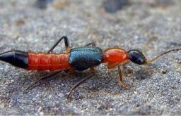 Little insect scares Nsenene trappers