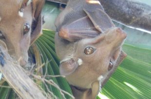 Putting bat meat on the table