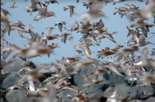 Wetlands are critical to keeping migrating birds soaring