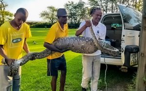 Snake antivenom crisis: Woman snake handler to the rescue