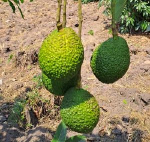 NAADS' new strategy increases growing of Hass Avocado and Macadamia