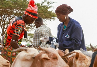 The life of a community's only 'animal doctor'
