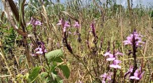 AGAGO: Striga weeds destroy 600 acres of crops