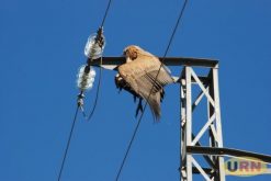 Energy projects reversing gains in migratory species conservation