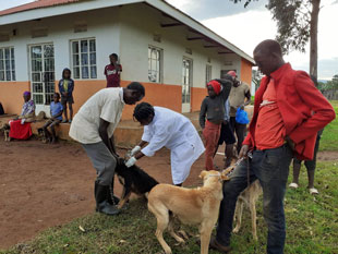 Seven animal diseases that are a threat to Public Health