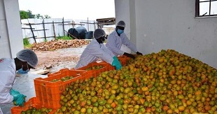 Mango Archives - The Independent Uganda: