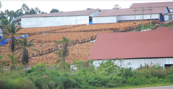 Museveni timber export ban bites