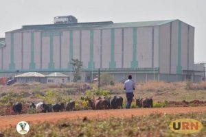 Balaalo cattle said to destroy 400 acres of sugarcane at Atiak