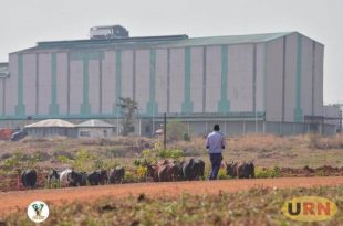 Balaalo cattle said to destroy 400 acres of sugarcane at Atiak