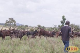 Executive Order 2: Over 3,000 cattle exit Acholi, West Nile Sub-regions